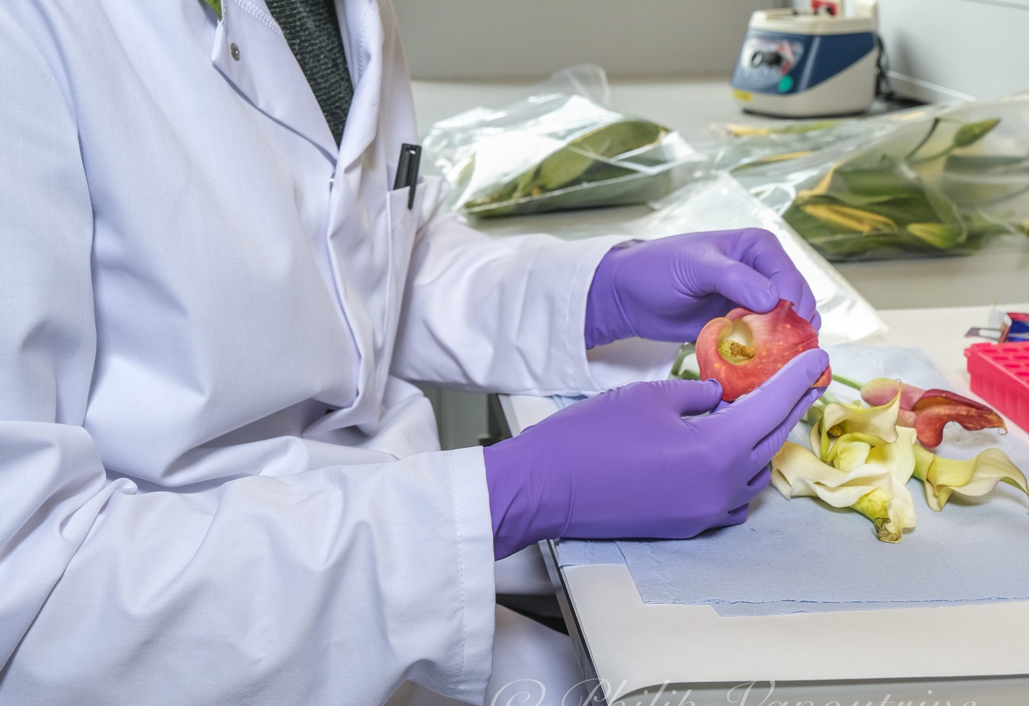 The world of plant viruses: the good, the bad and the beautiful • AIPH