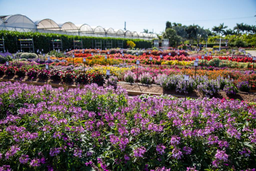 Costa Farms offers an opportunity for early look 2022 plant varieties ...