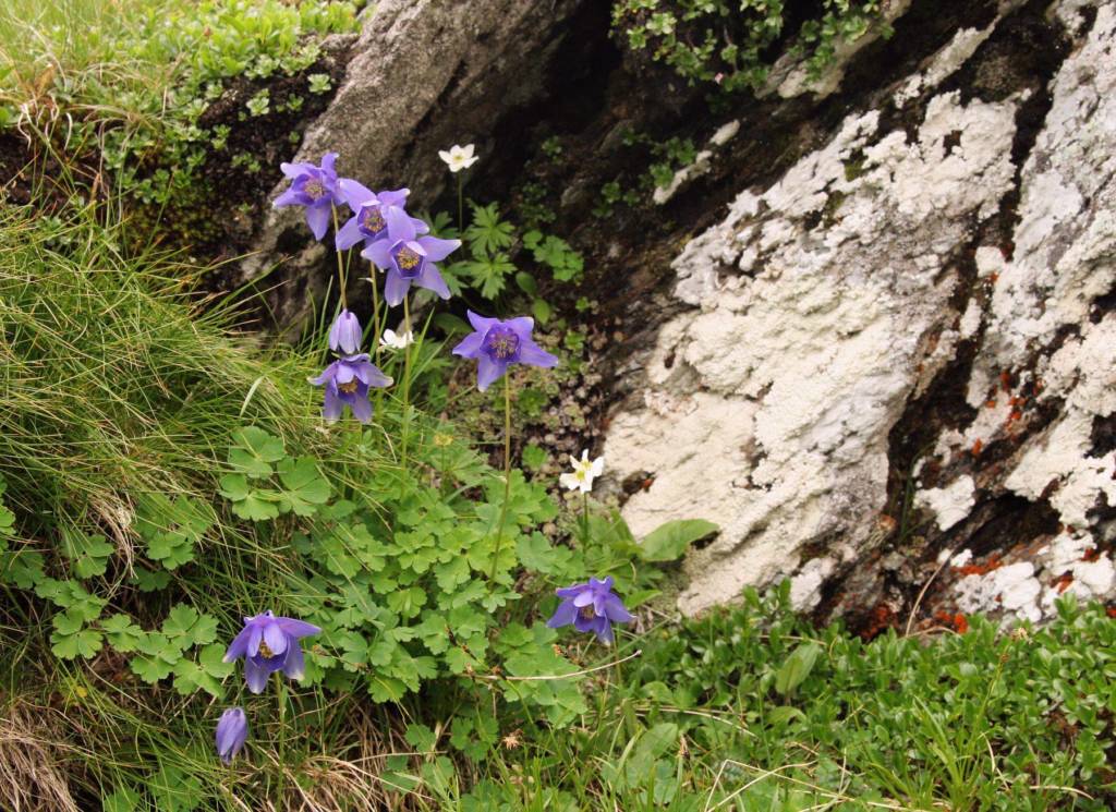 The International Hardy Plant Union (ISU) announces botanical excursion ...