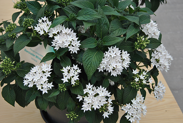 Stand-in ‘FlowerTrials’ • AIPH