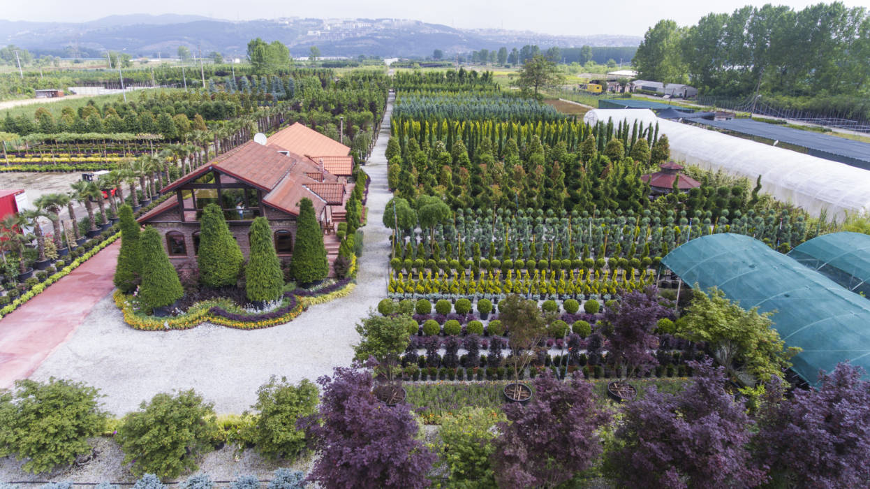 What to import and how to procure flowers and plants from Türkiye • AIPH