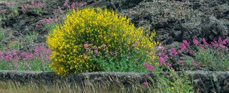 Plant Profile: Genista aetnensis • AIPH