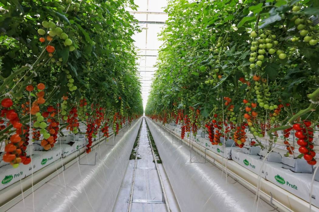 Dutch high-tech greenhouses catch the attention of investors from ...