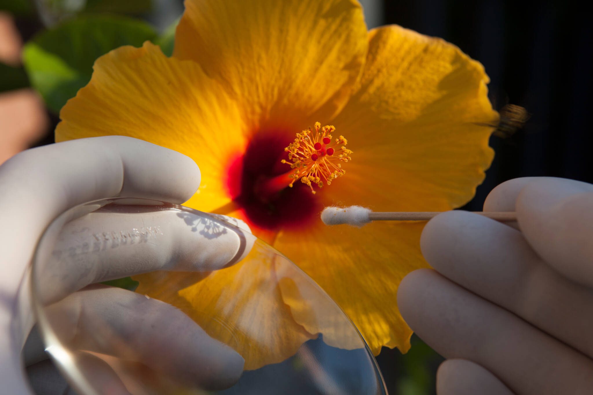 AIPH • The world’s champion for the power of plants