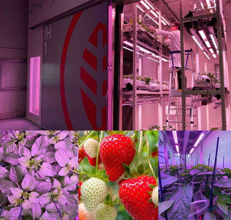 Red Horticulture opens its PARC research centre for photobiology in ...
