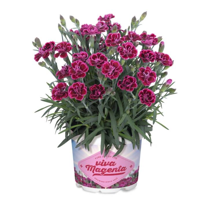 Dümmen Orange’s naturally compact pot carnation Viva Magenta requires ...