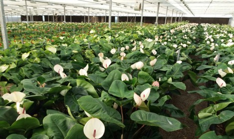 A Place in the Sun for sale: Anthurium flower farm near Lissabon • AIPH