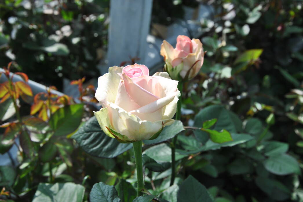 A rose by any other name would smell as sweet, but it could infringe on ...