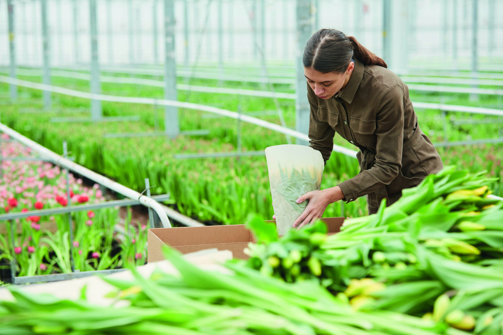 Sixth edition of Tulip Trade Event to take place between 13-15 March • AIPH