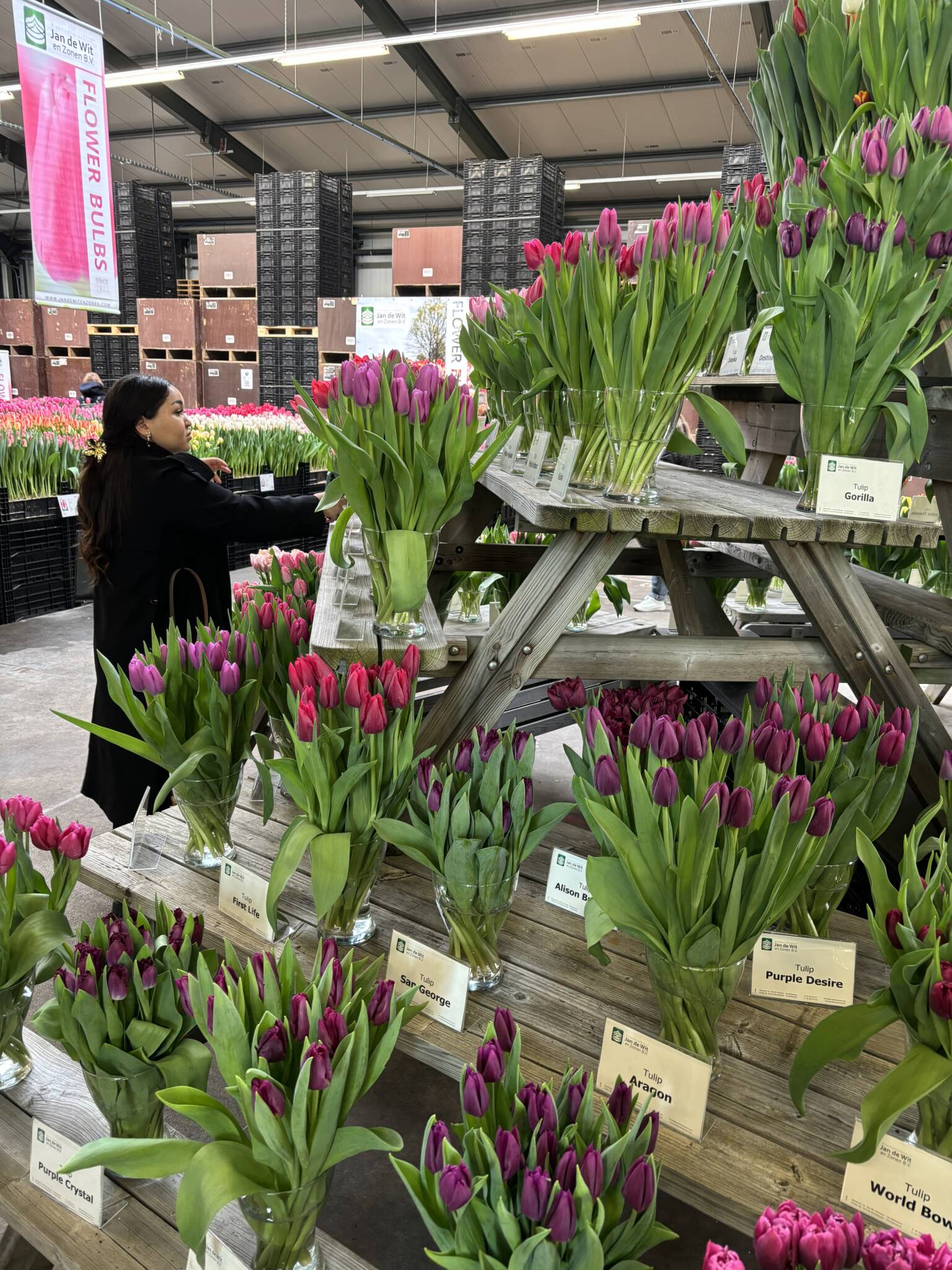 From bulb to bloom, the remarkable journey of Dutch tulips • AIPH