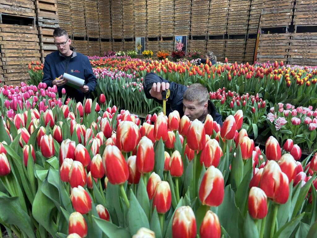 From bulb to bloom, the remarkable journey of Dutch tulips • AIPH
