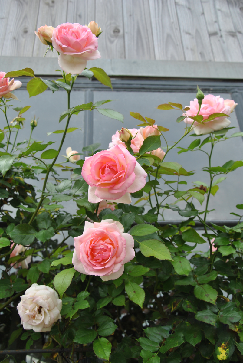 A New, Beautiful Era Is Dawning For Roses • AIPH