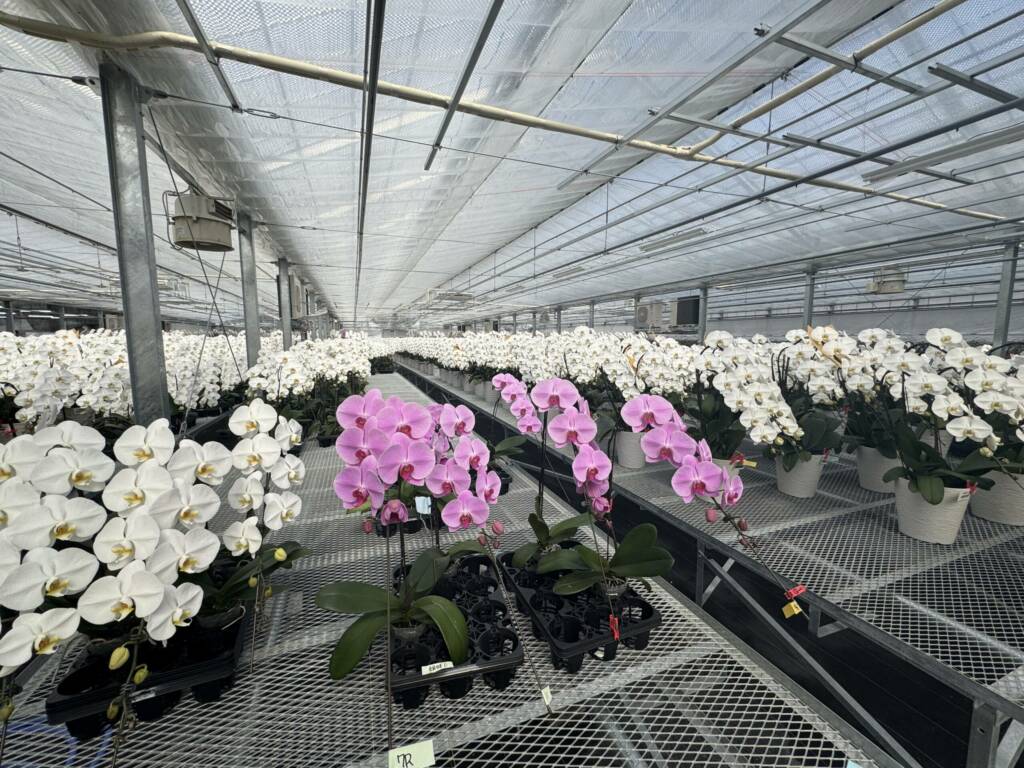 Dutch Greenhouse Delta Showcases CEA Innovation During Mission to Japan ...