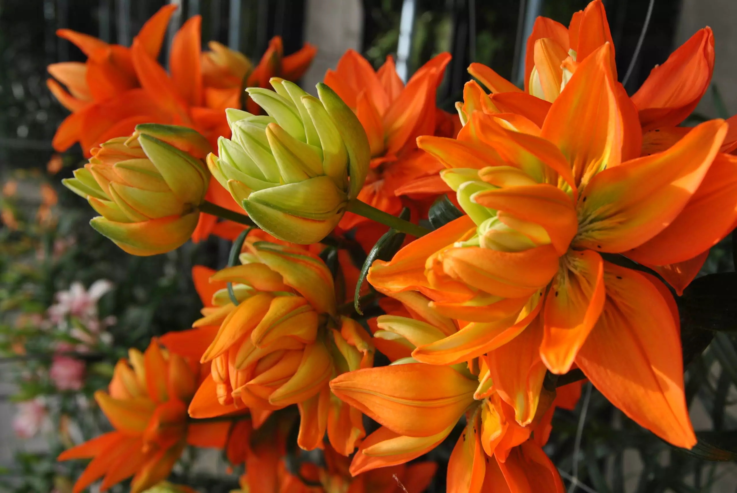 Lush lilies in the limelight • AIPH