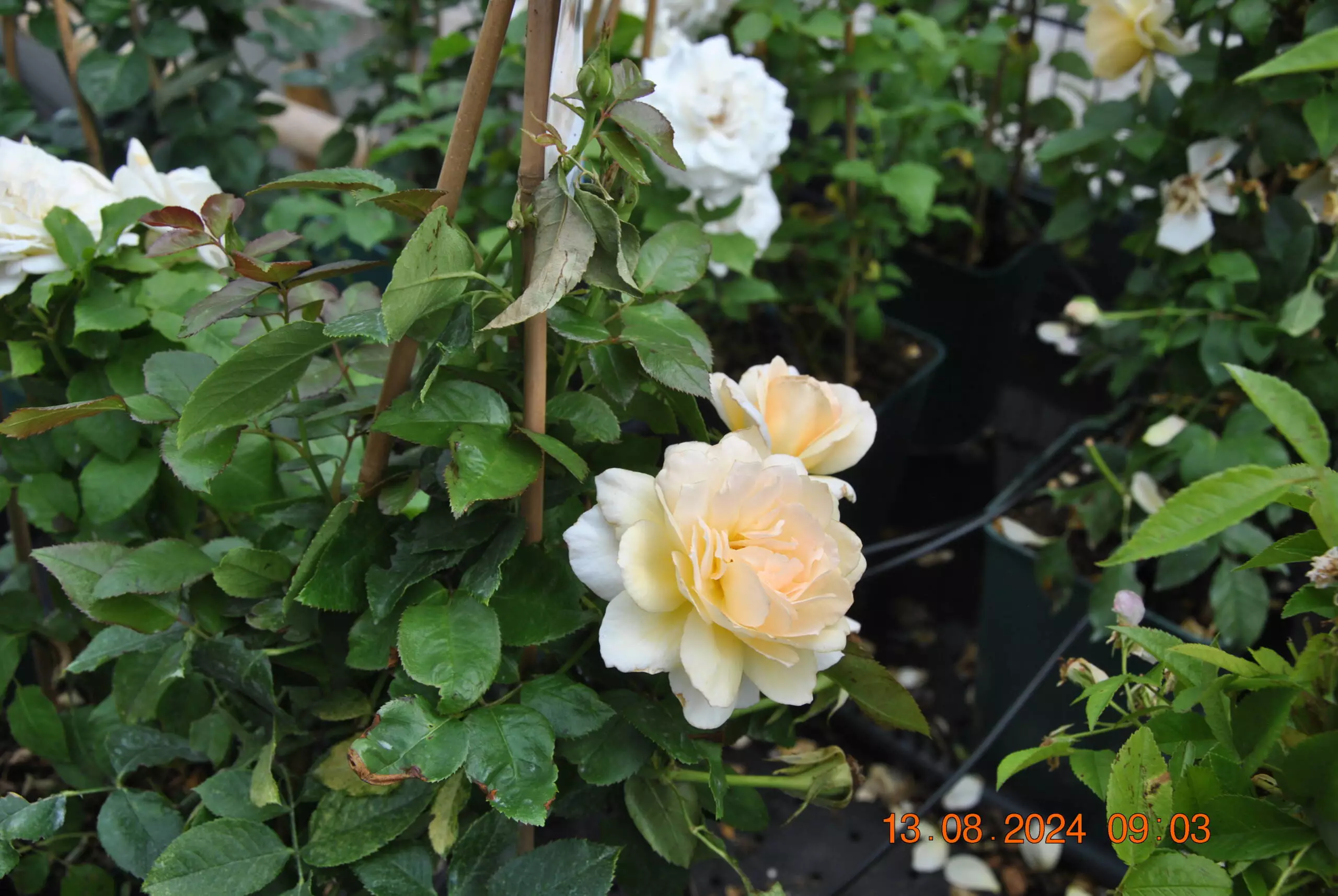 A New, Beautiful Era Is Dawning For Roses • AIPH