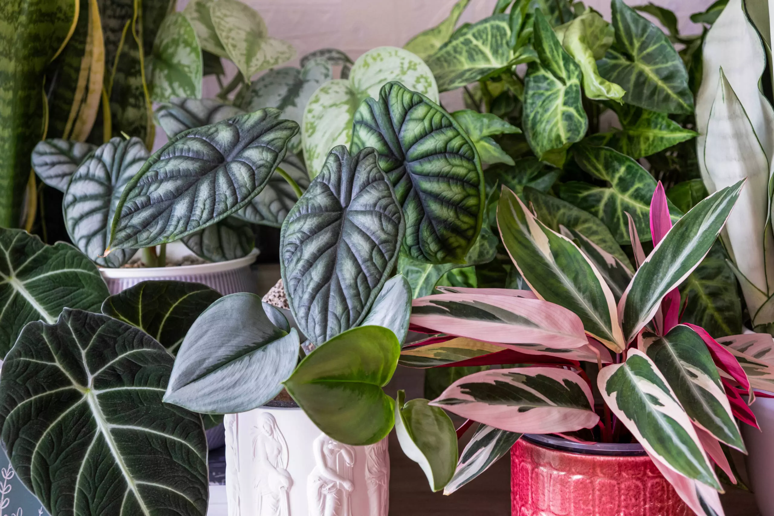 The Power Of Plants • AIPH